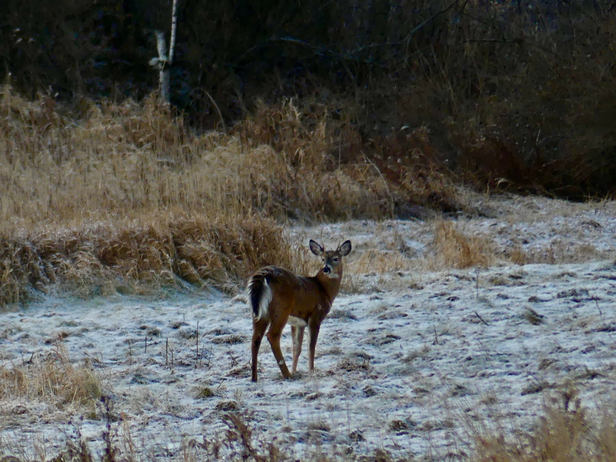 deer – J. Peter Cobb